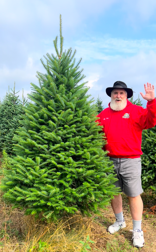 Greg's Traditional Balsam - Greg's Tree