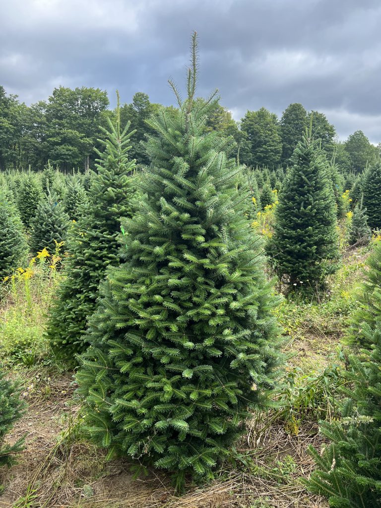Greg's Traditional Balsam - Greg's Tree
