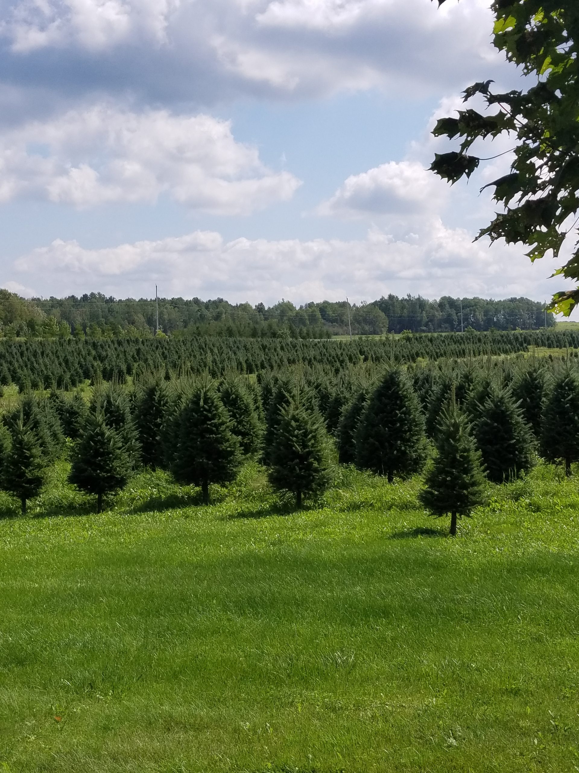 Greg's Traditional Fraser - Greg's Tree