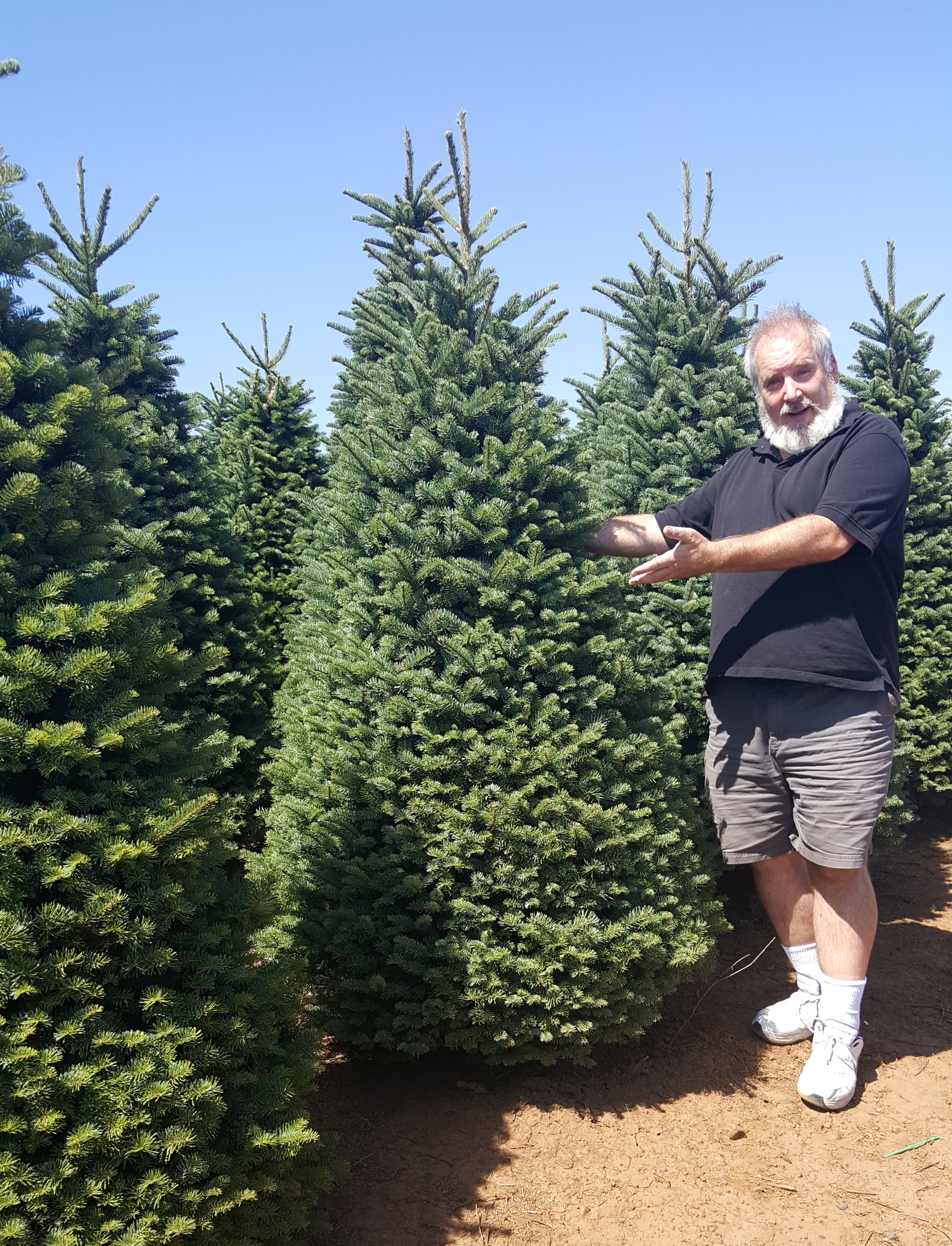 Greg's Traditional Noble - Greg's Tree